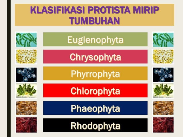 Protista algae | PPT