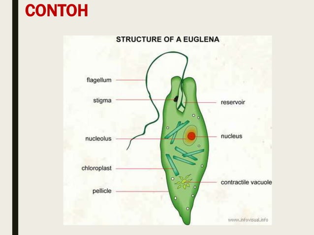 Protista algae | PPT