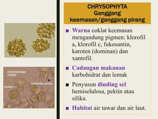 Protista algae | PPT | Free Download