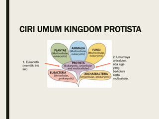 Protista algae | PPTX