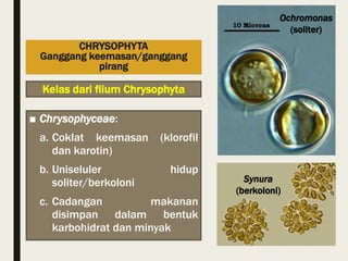 Protista algae | PPTX