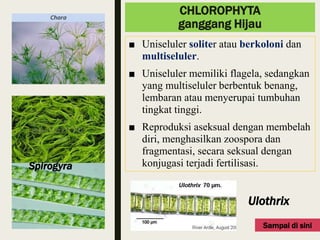 Protista algae | PPTX