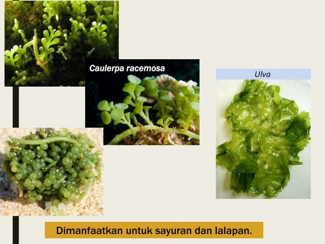 Protista algae | PPT