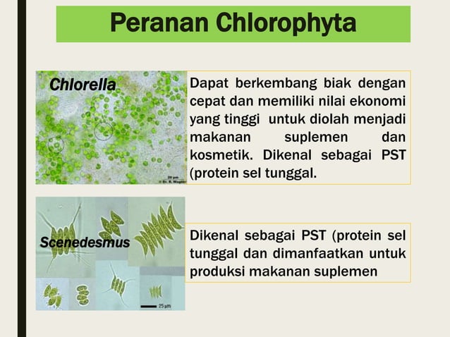 Protista algae | PPT