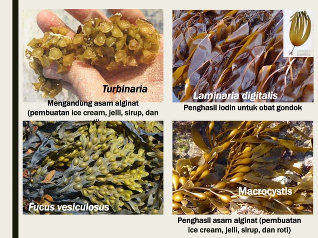 Protista algae | PPT