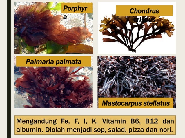 Protista algae | PPT