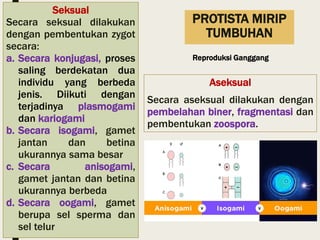 Protista algae | PPTX