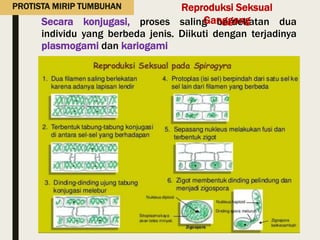 Protista algae | PPT
