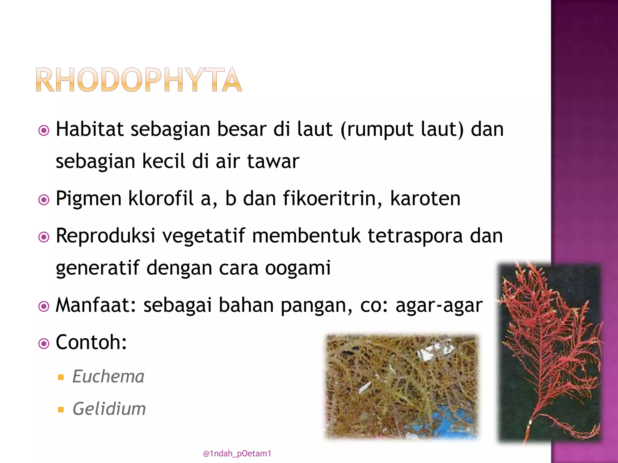Protista alga + fungi | PPTX