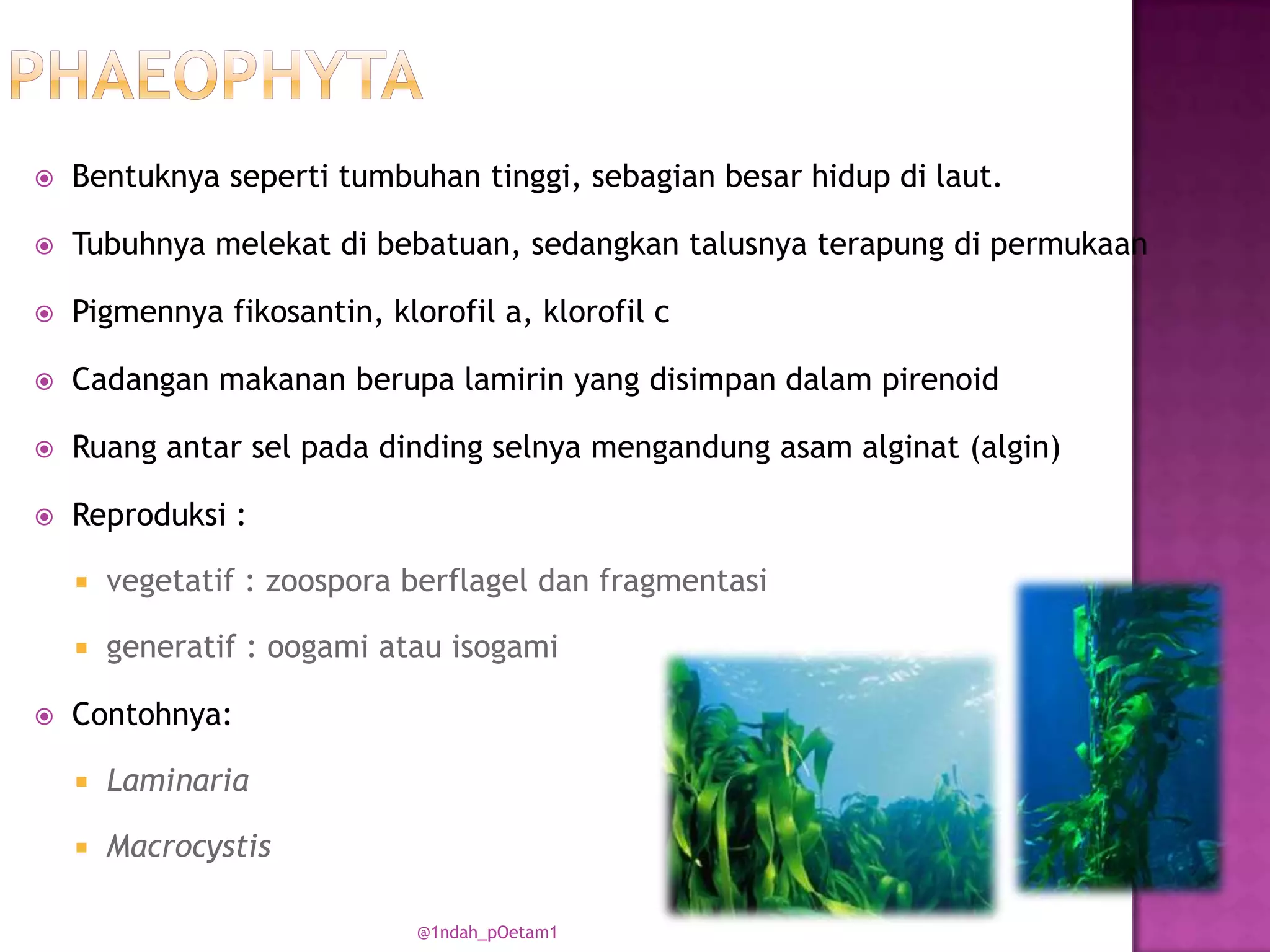 Protista alga + fungi | PPTX