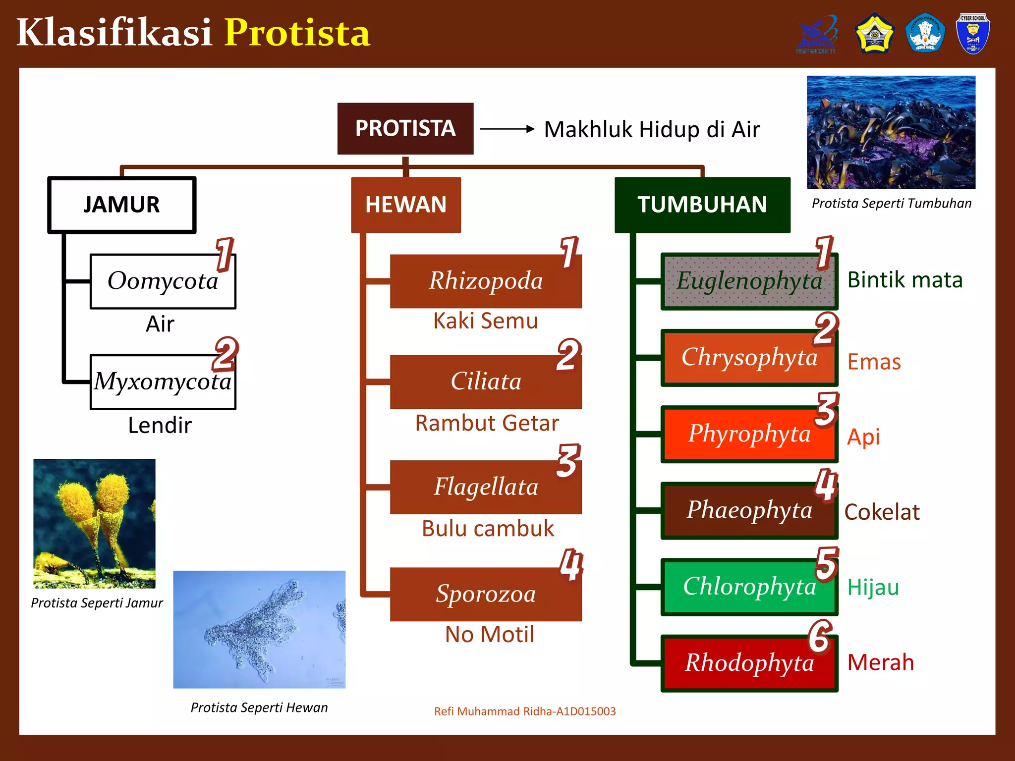 Protista-Biologi-Kelas X SMAN 2 Kota Bengkulu-Refi Muhammad Ridha | PDF