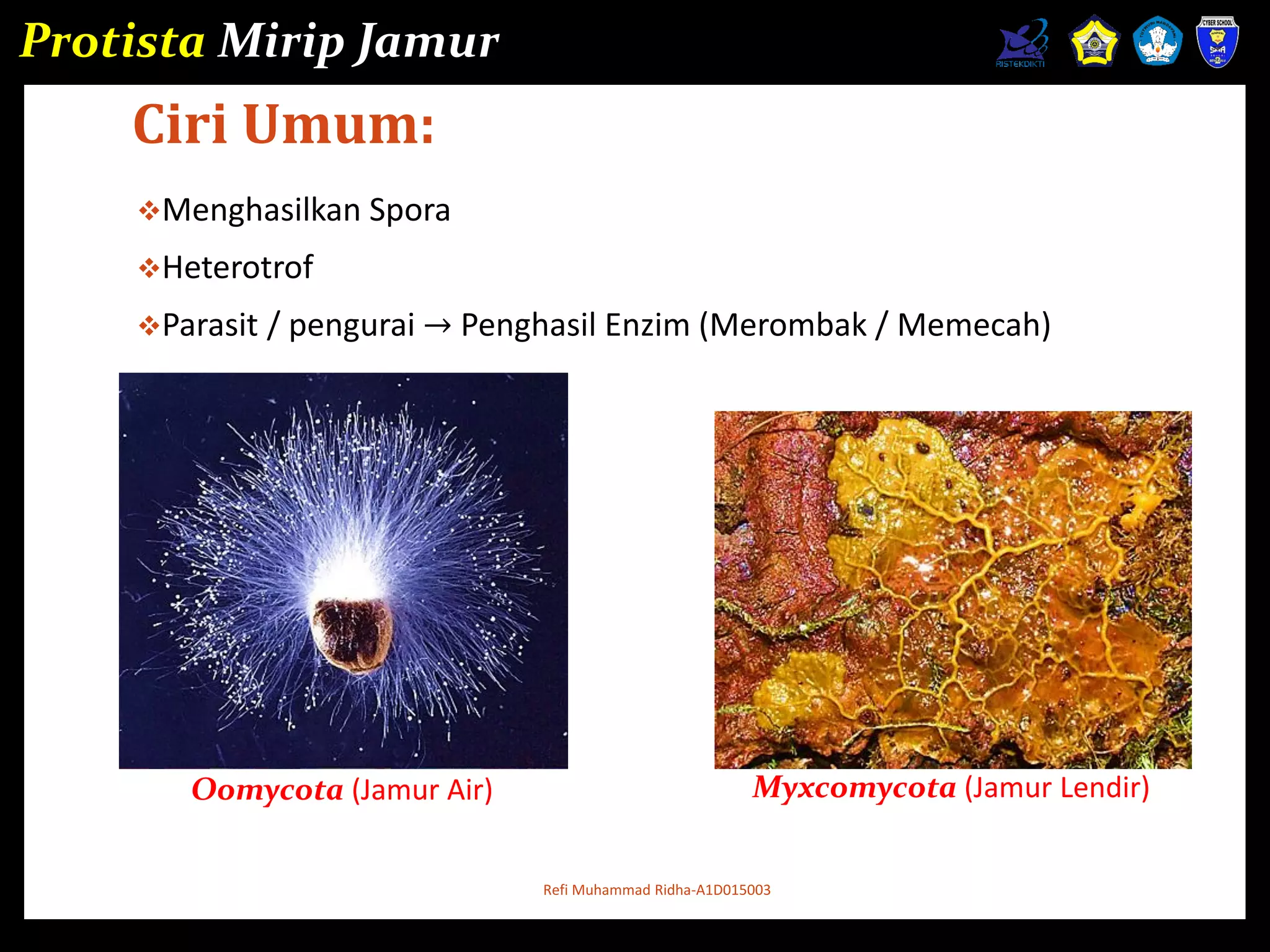 Protista-Biologi-Kelas X SMAN 2 Kota Bengkulu-Refi Muhammad Ridha | PDF