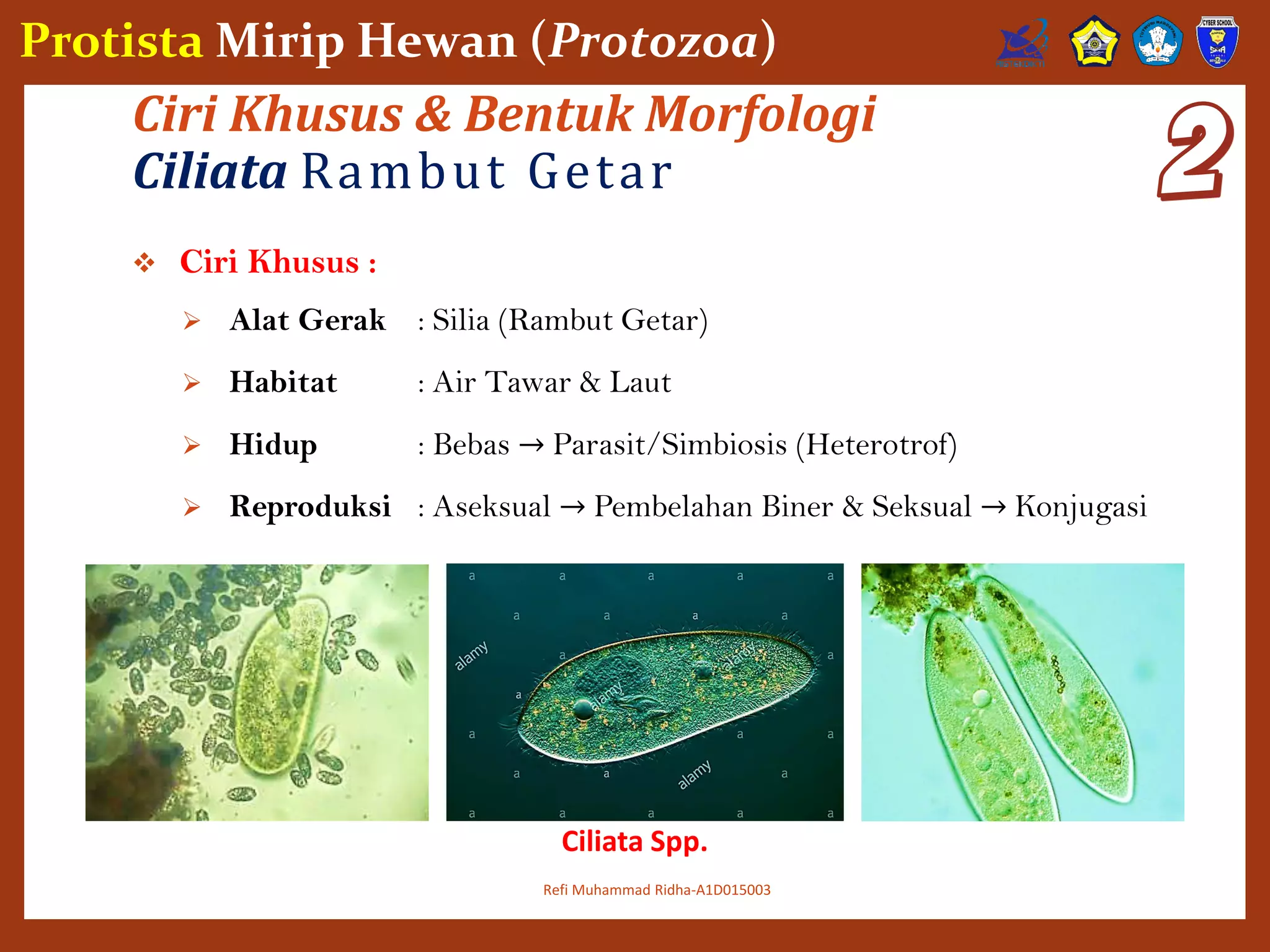Protista-Biologi-Kelas X SMAN 2 Kota Bengkulu-Refi Muhammad Ridha | PDF