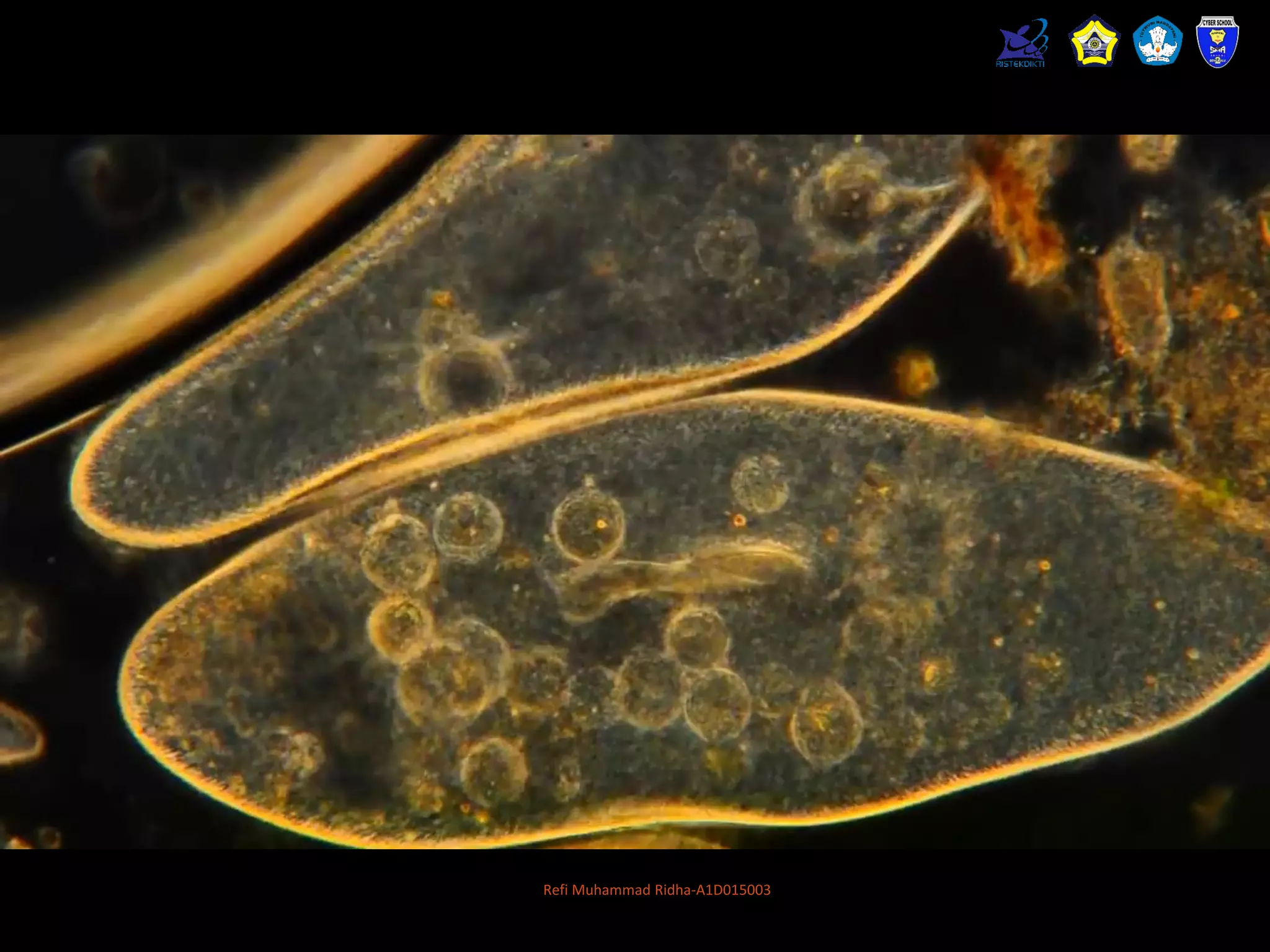 Protista-Biologi-Kelas X SMAN 2 Kota Bengkulu-Refi Muhammad Ridha | PDF
