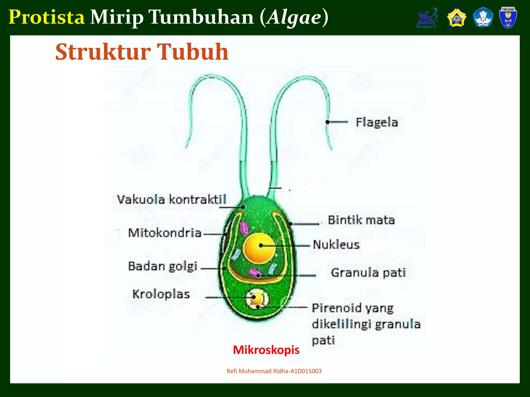 Protista-Biologi-Kelas X SMAN 2 Kota Bengkulu-Refi Muhammad Ridha | PDF