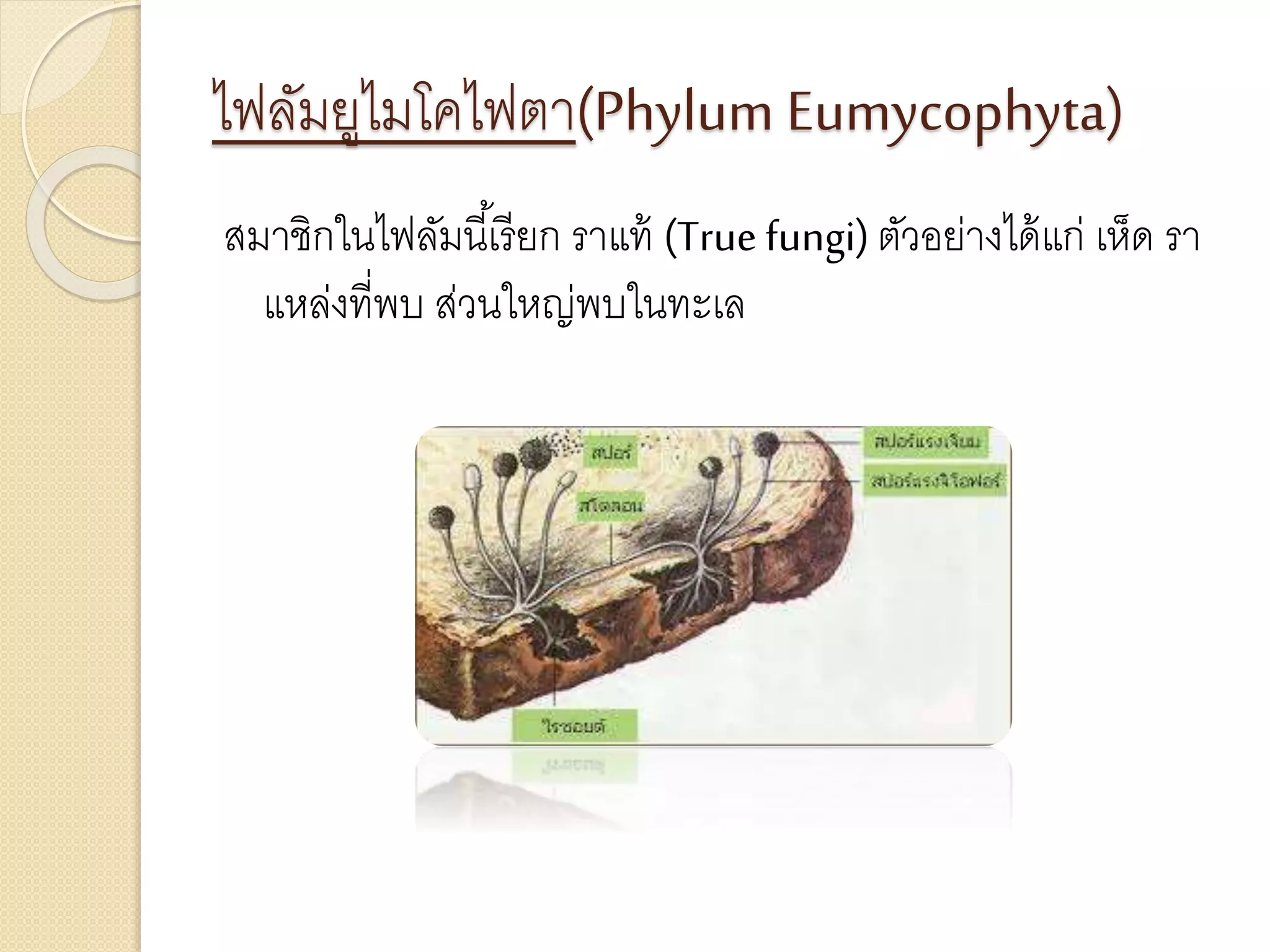 อาณาจักรโพรติสตา Protista-kingdom | PPTX