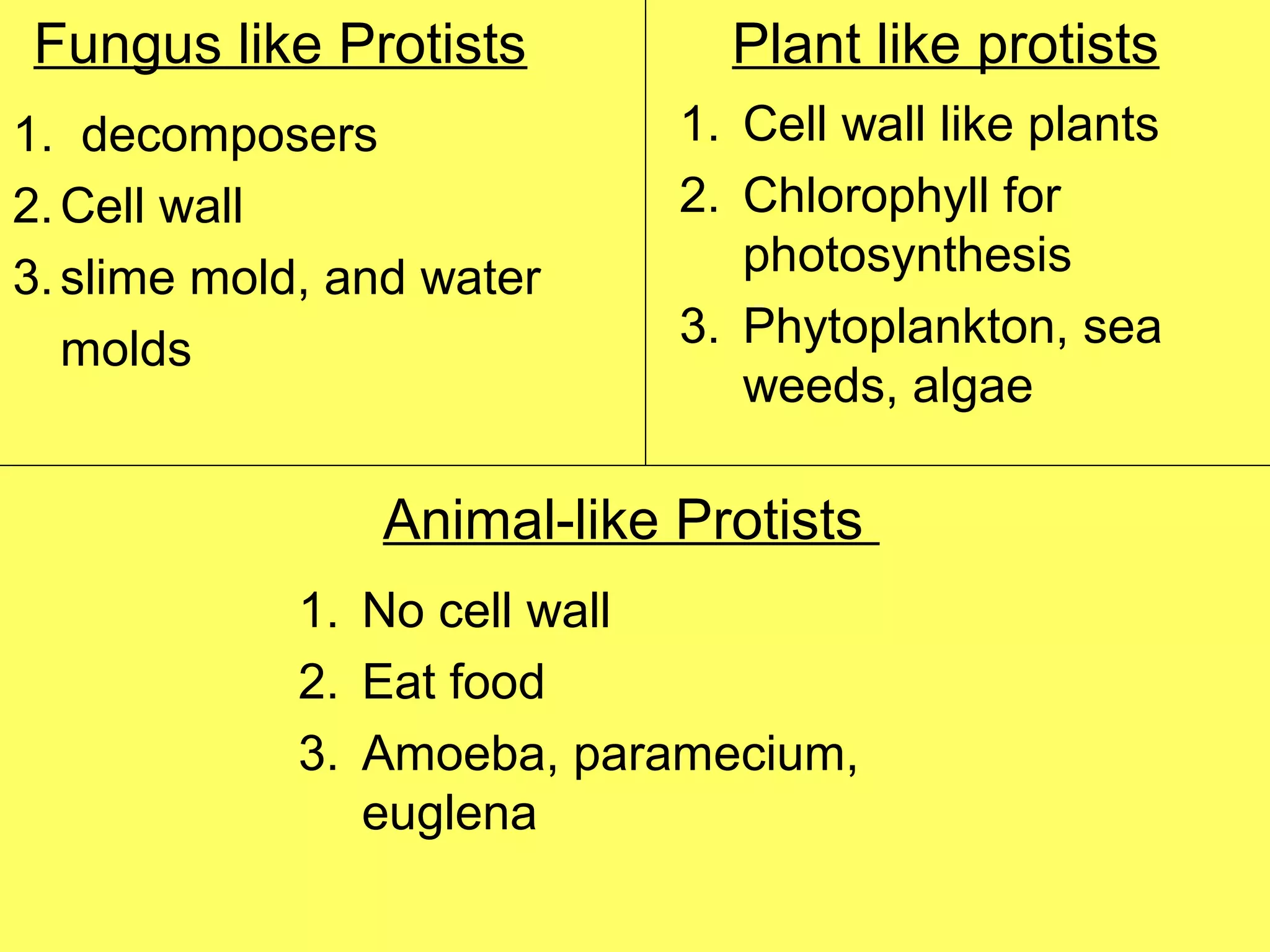 Protista Kingdom | PPT