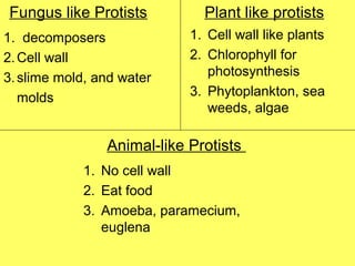 Protista Kingdom | PPT