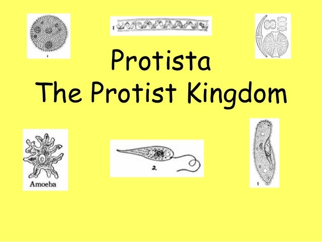 Kingdom Protista Facts