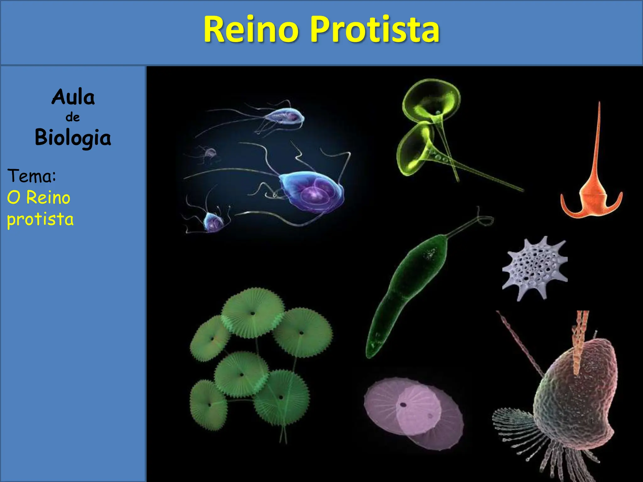 Reino Protista: protozoários e algas unicelulares e pluricelulares | PPT