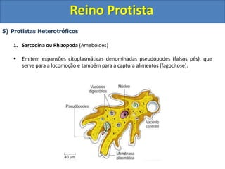 Reino Protista: protozoários e algas unicelulares e pluricelulares | PPT