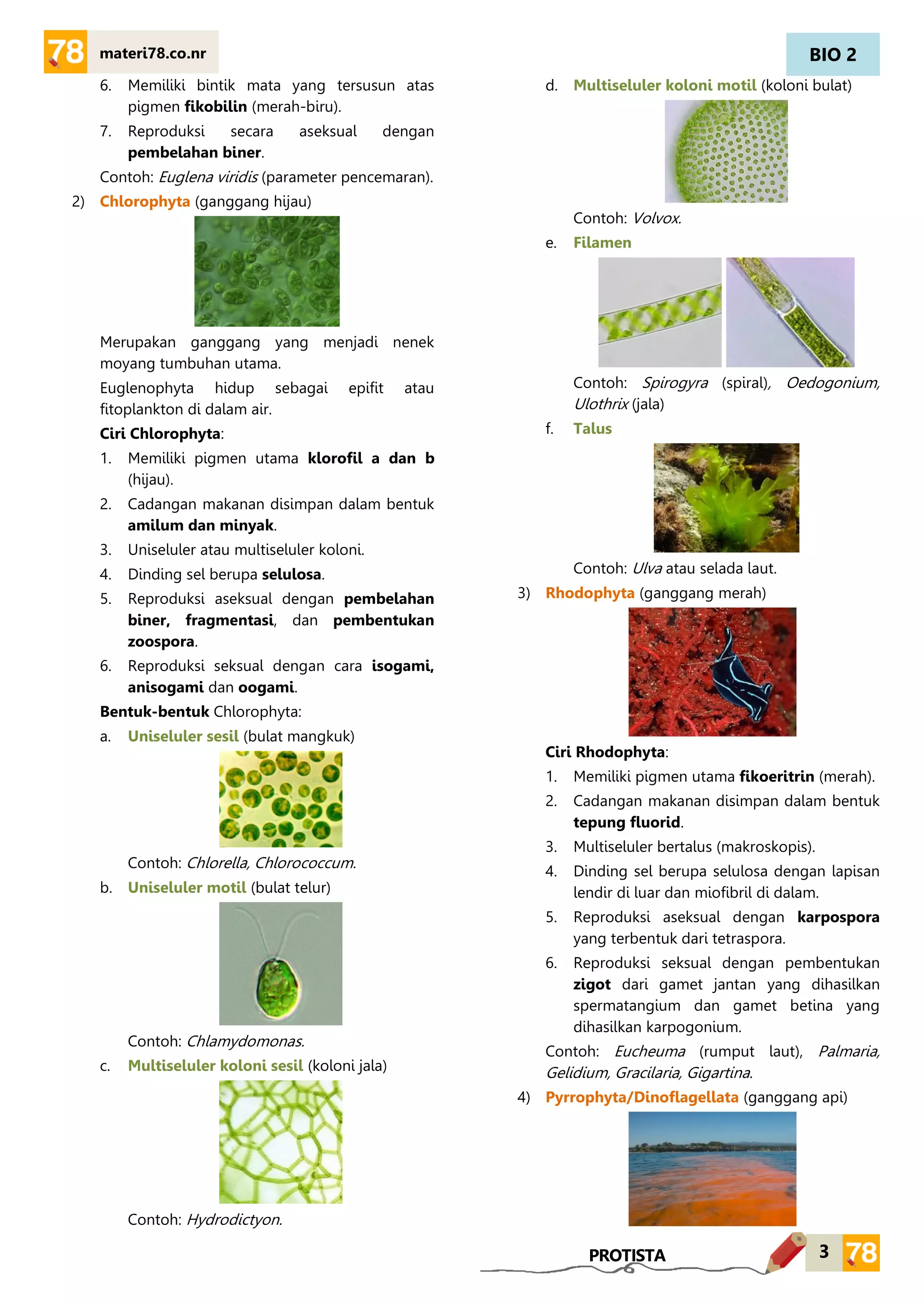 MATERI Protista KELAS X SMA | PDF