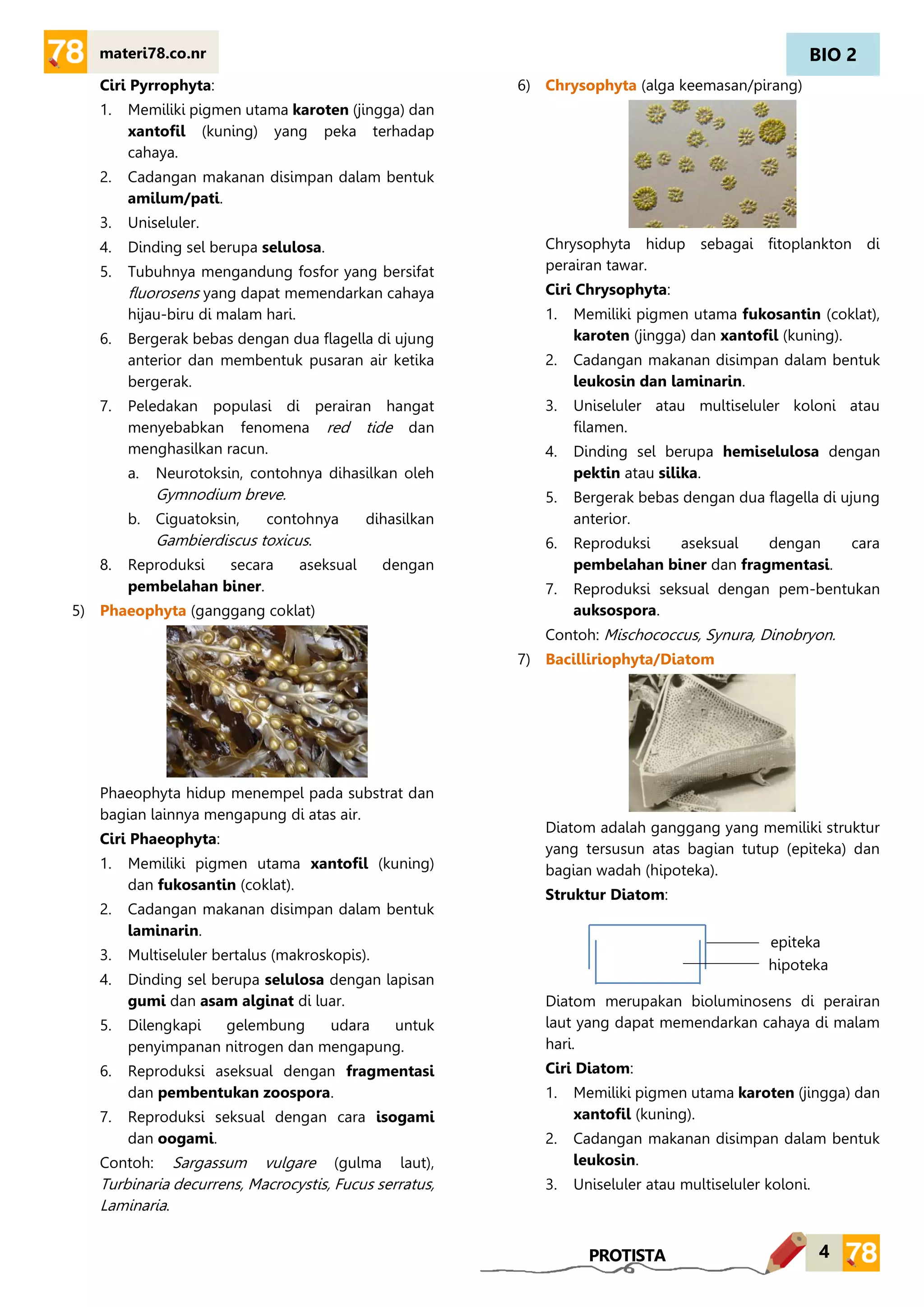 MATERI Protista KELAS X SMA | PDF