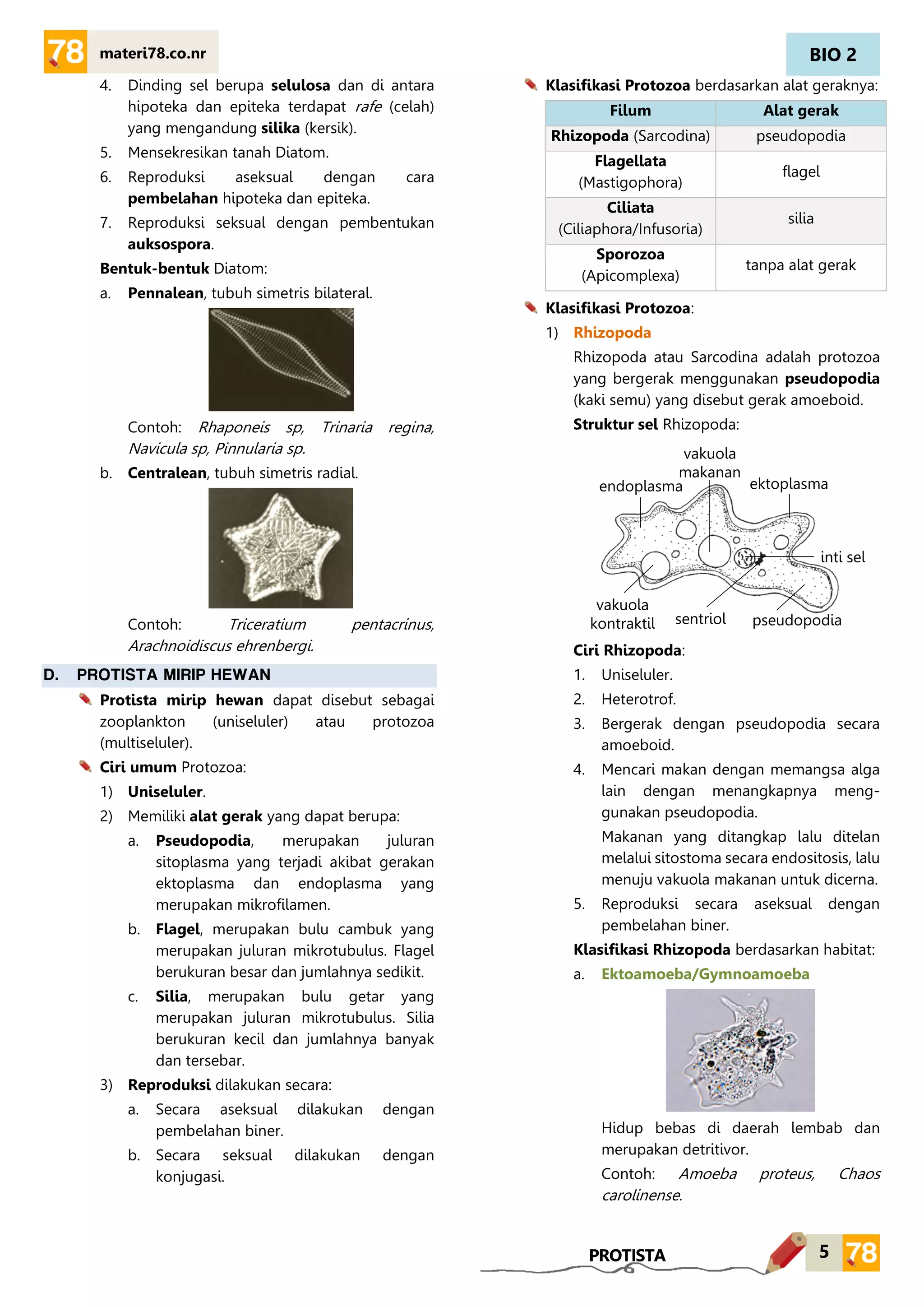 MATERI Protista KELAS X SMA | PDF