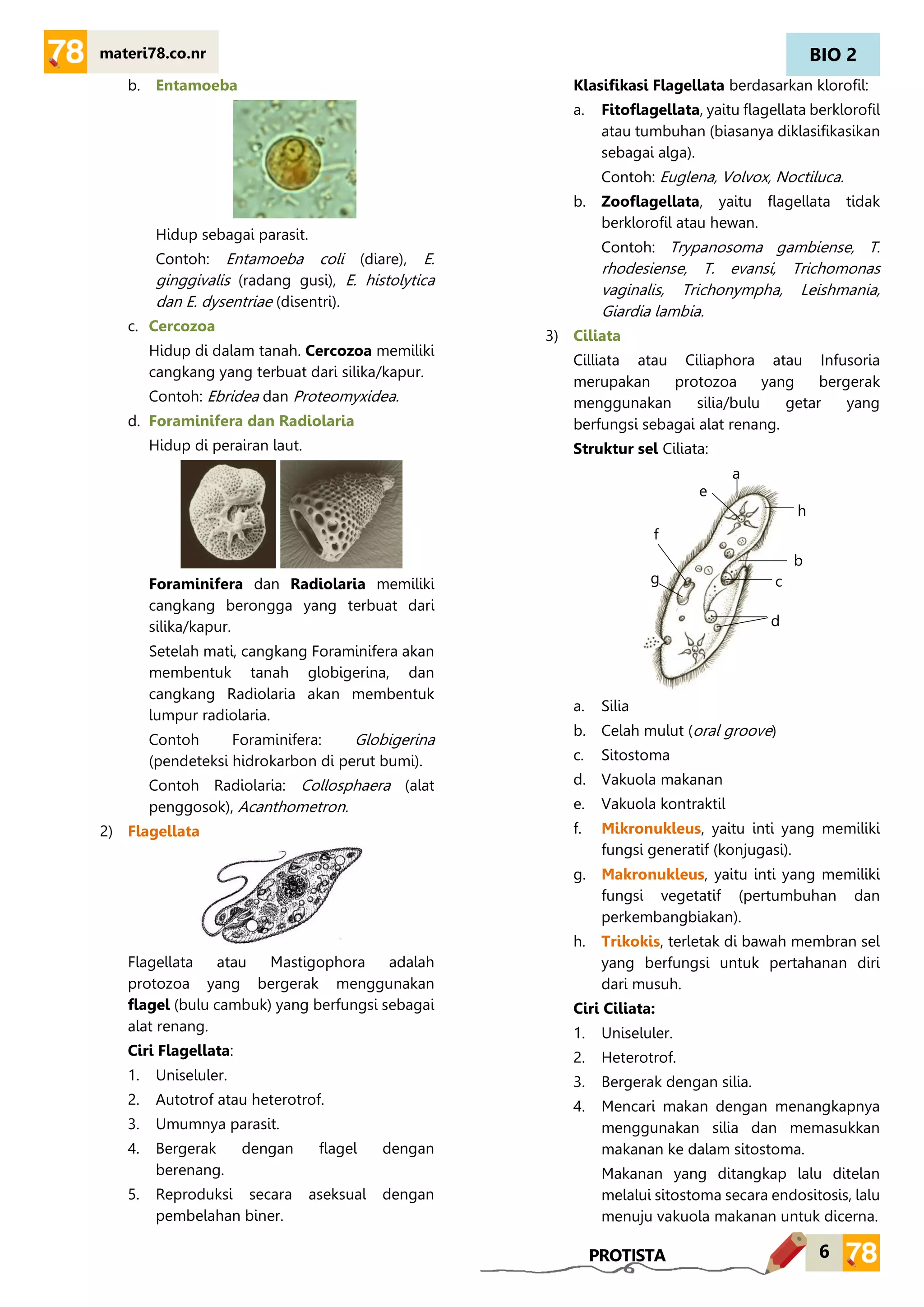 MATERI Protista KELAS X SMA | PDF