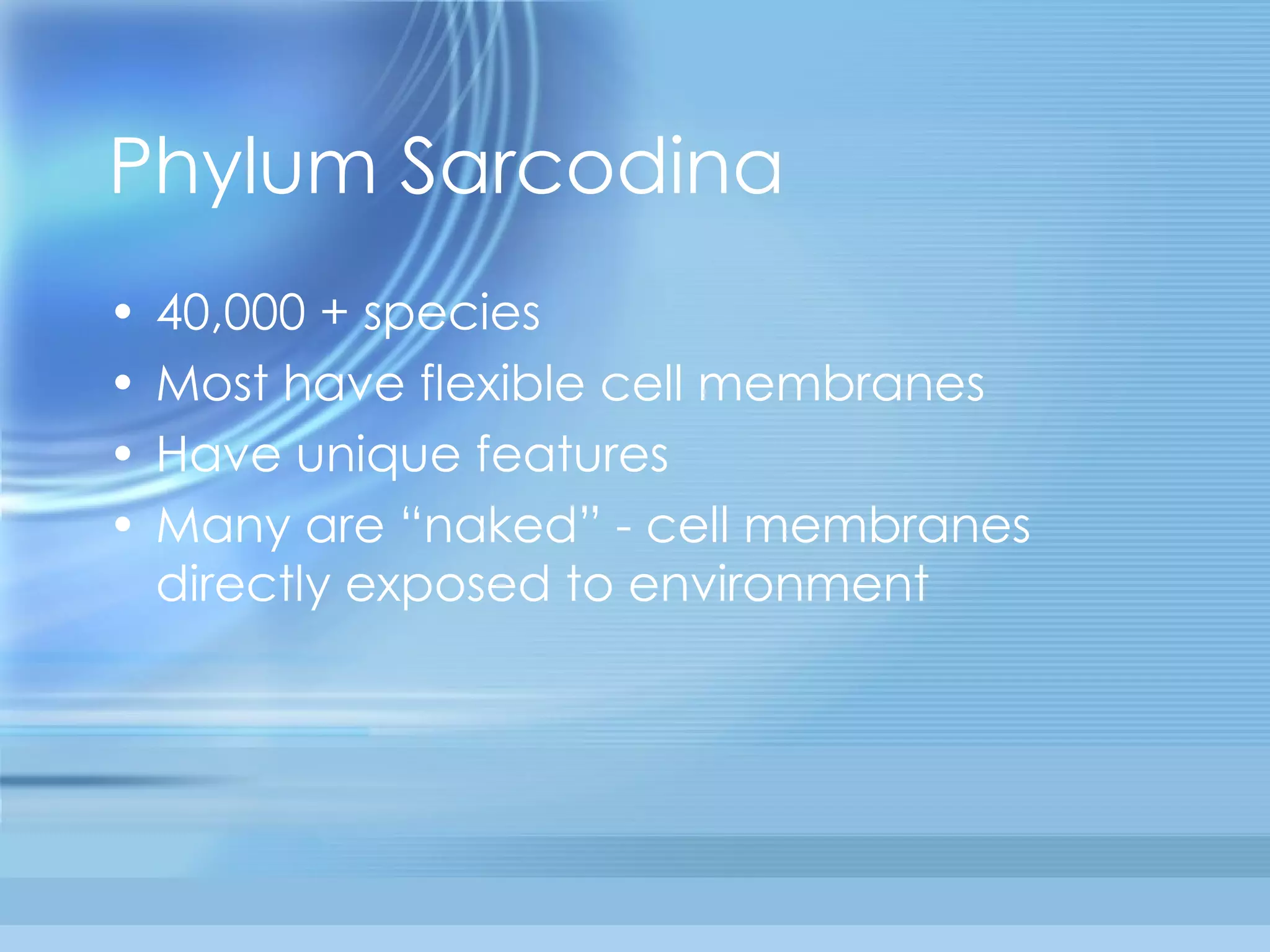 Protista blog notes | PPT