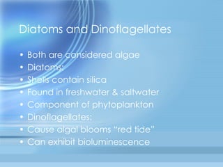 Protista blog notes | PPT