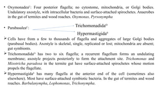 General characteristics and Classification of Protista .pptx