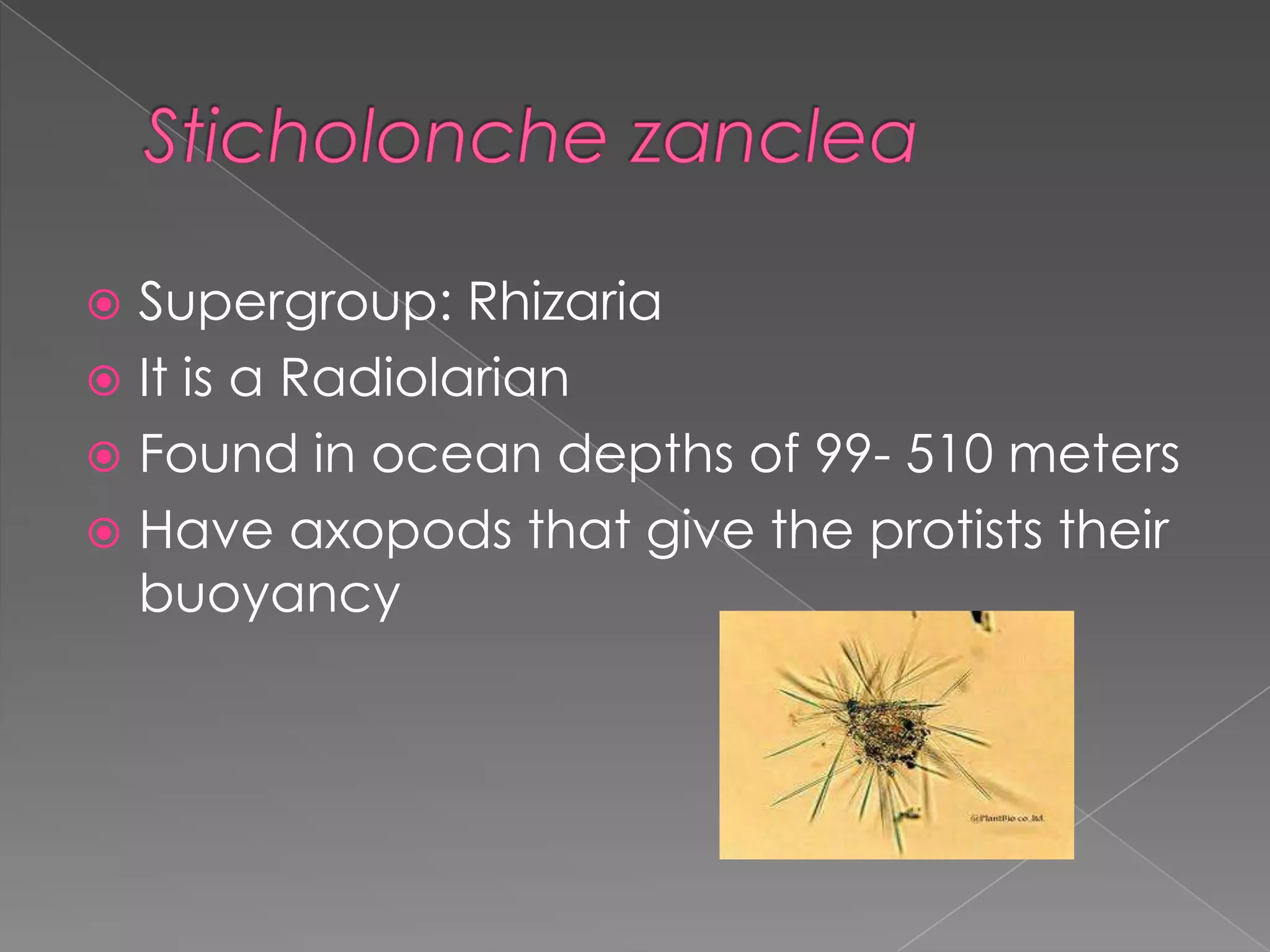 Protista example organisms | PPTX