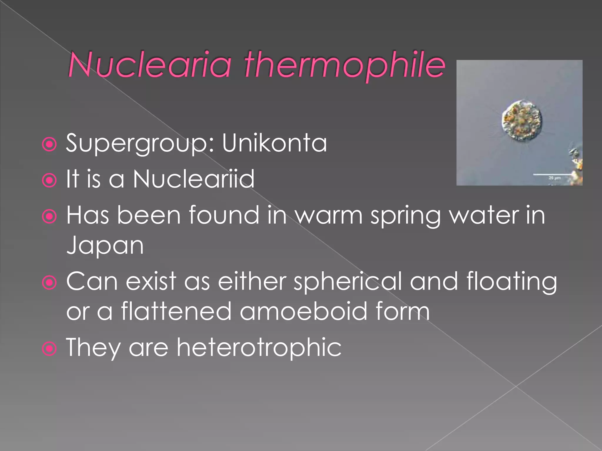 Protista example organisms | PPTX