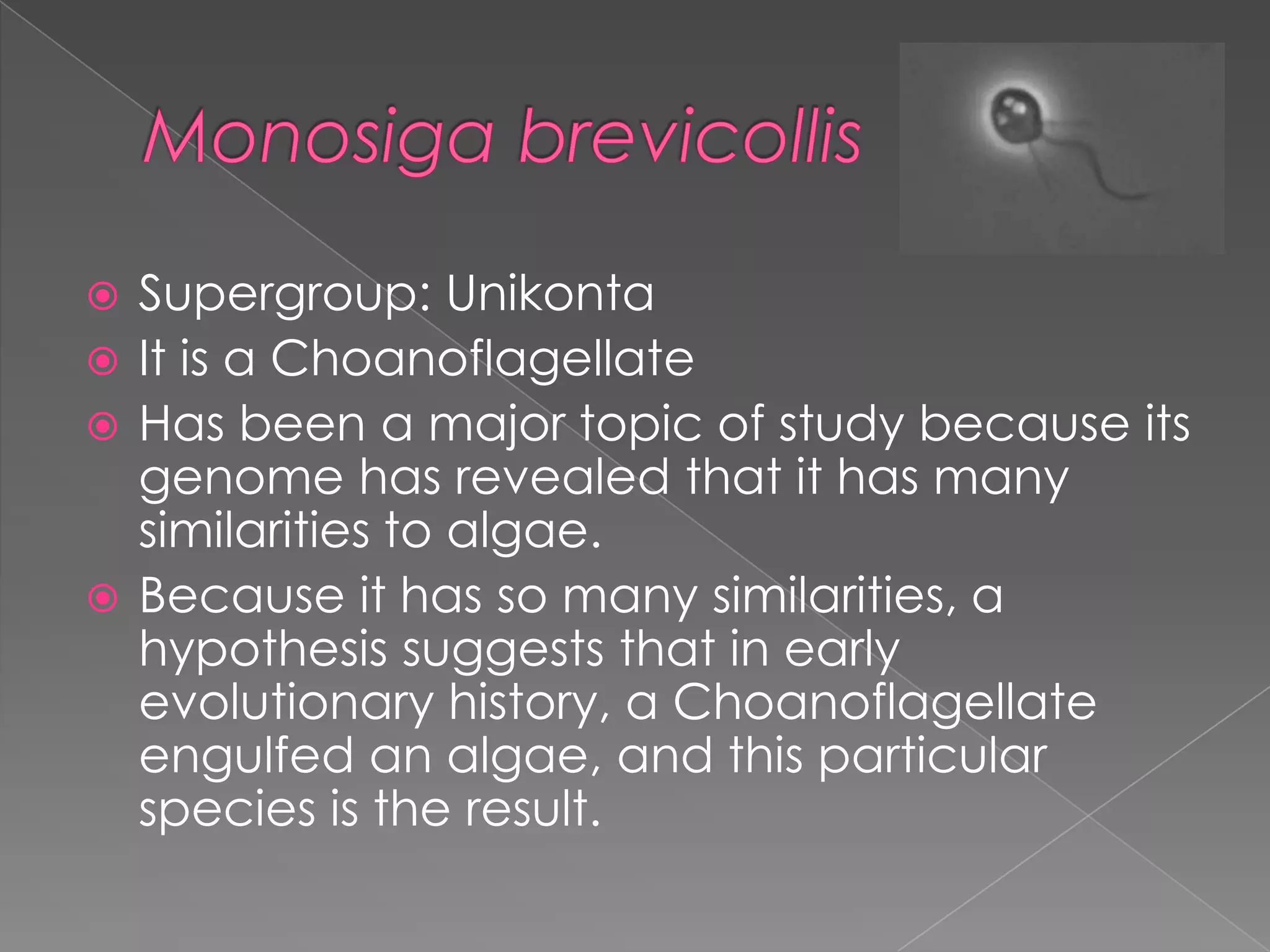Protista example organisms | PPTX