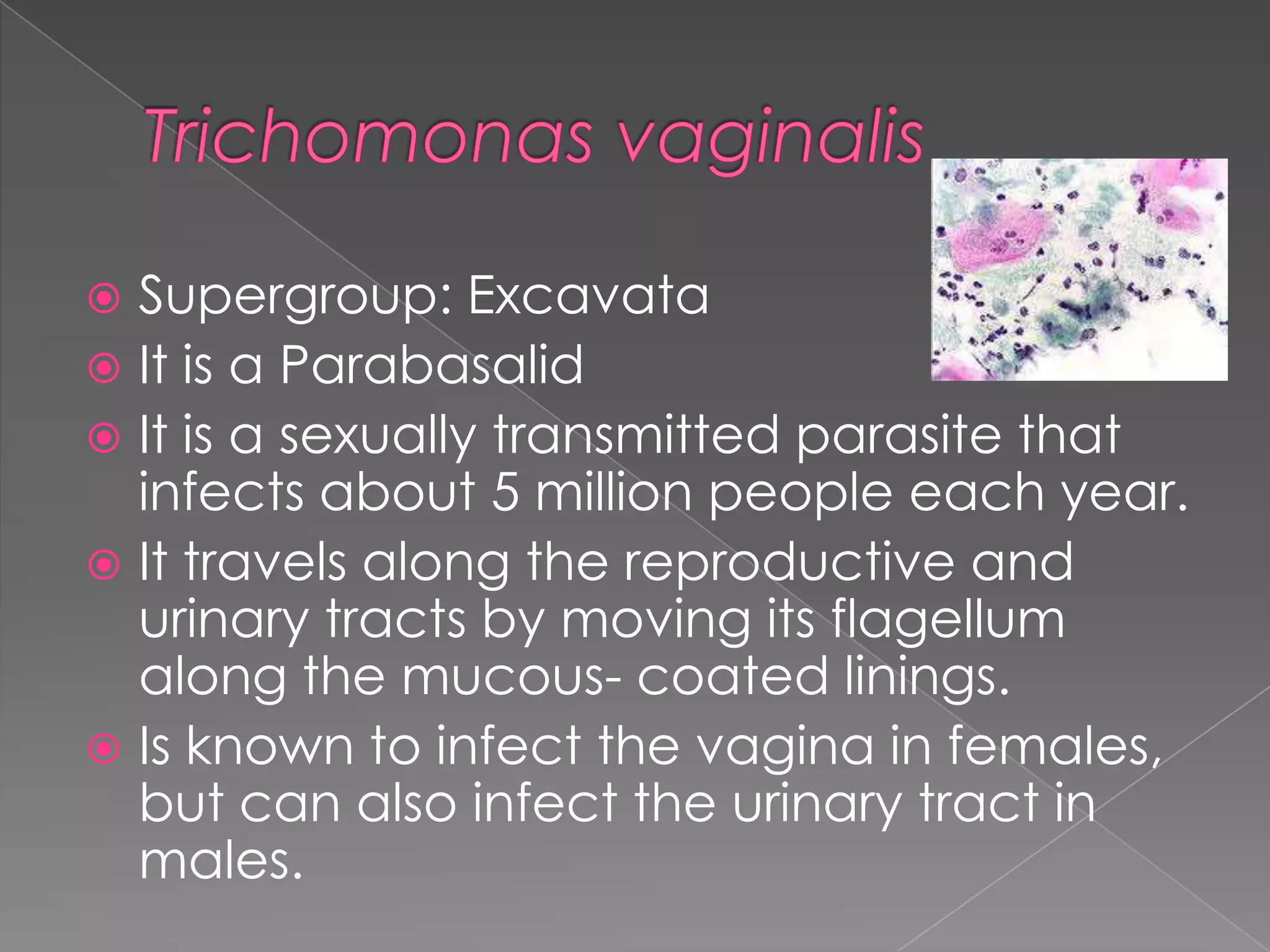 Protista example organisms | PPTX