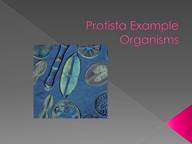 Protista example organisms | PPT