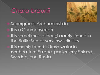 Protista example organisms | PPTX