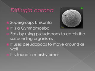 Protista example organisms | PPTX