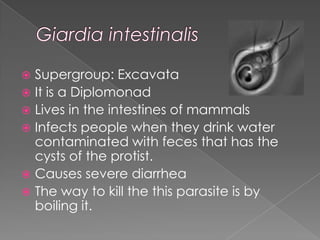 Protista example organisms | PPTX
