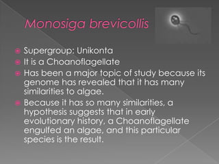Protista example organisms | PPTX