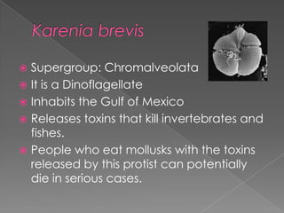 Protista example organisms | PPTX