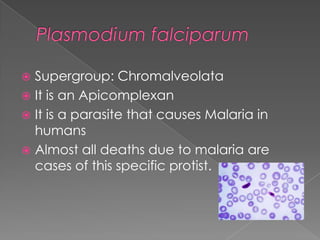 Protista example organisms | PPTX