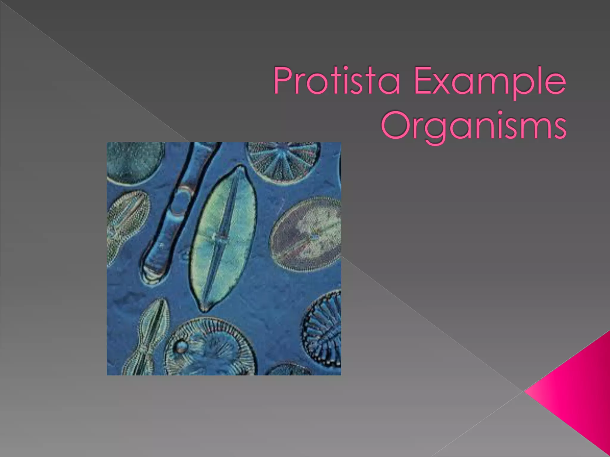 Protista example organisms | PPT
