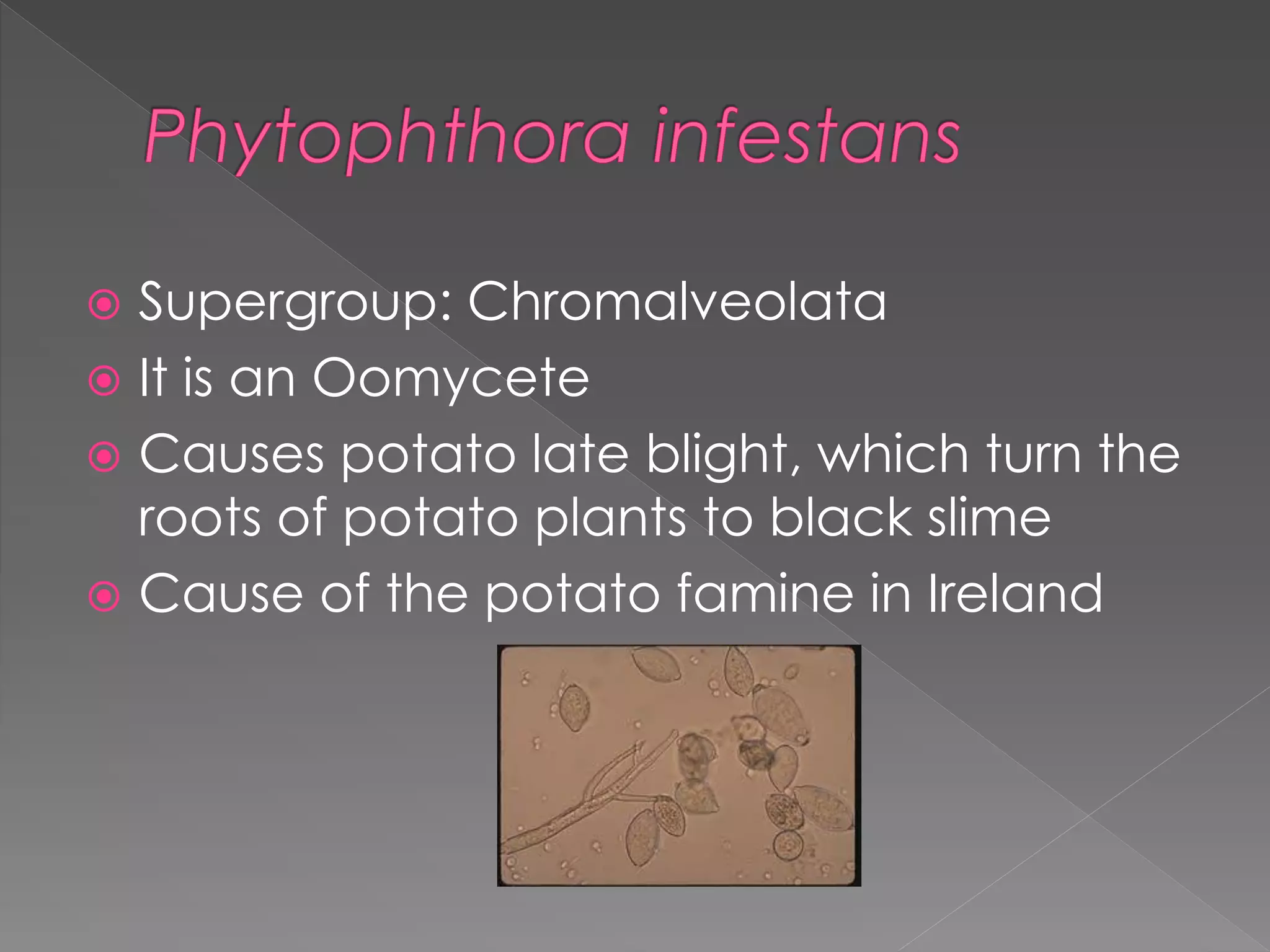 Protista example organisms | PDF