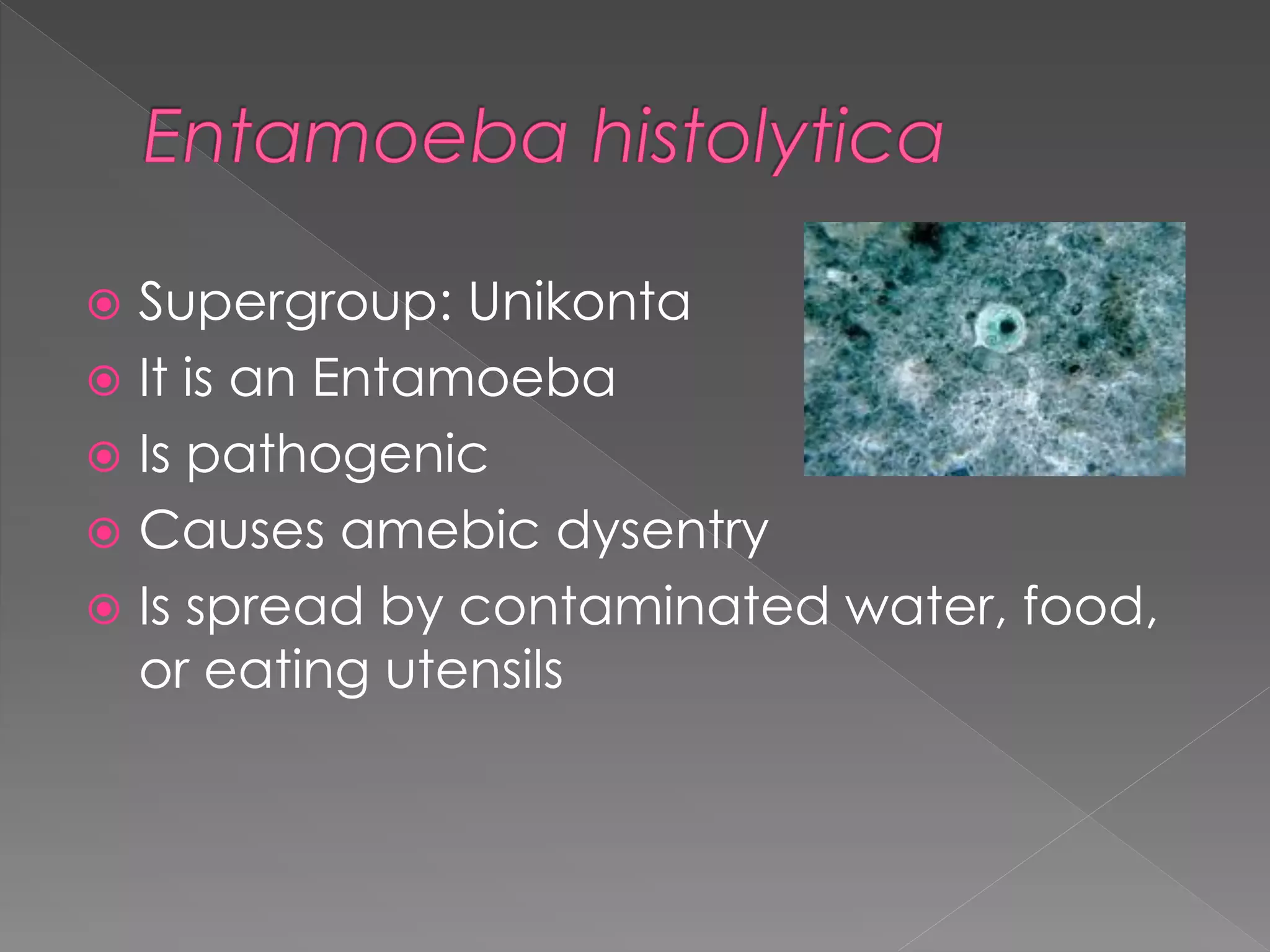 Protista example organisms | PDF