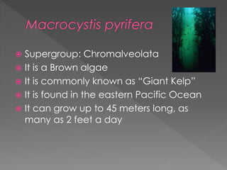 Protista example organisms | PPT