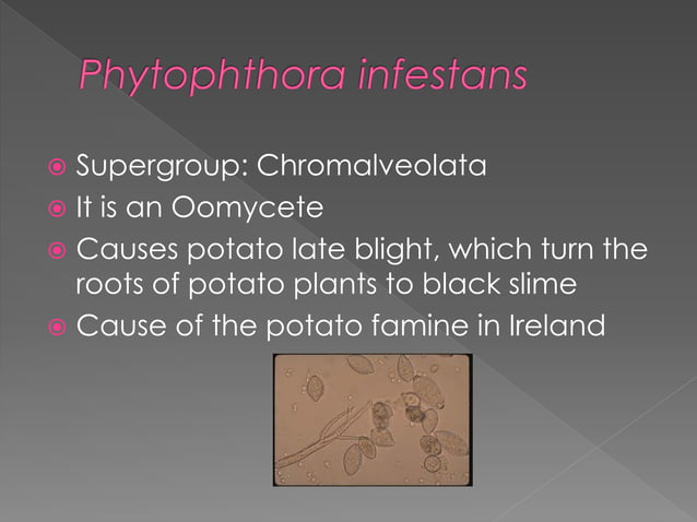Protista example organisms | PPT