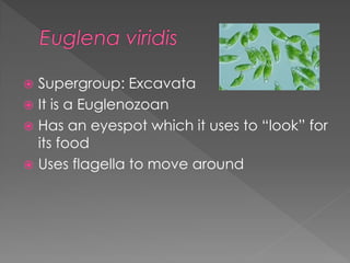 Protista example organisms | PPT