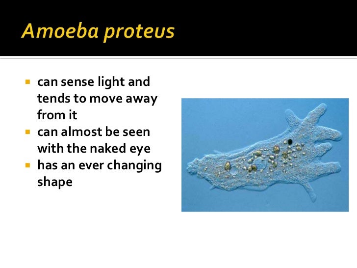 Protista Examples